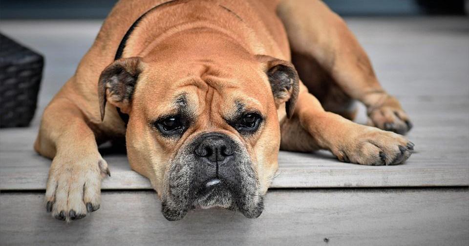 Consejos básicos para prevenir la gripe canina | Mascotas