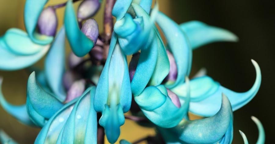 Strongylodon macrobotrys, planta trepadora que cautiva por su belleza ...