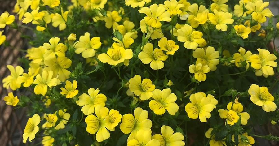 Cuida tus mecardonias como un experto | Plantas