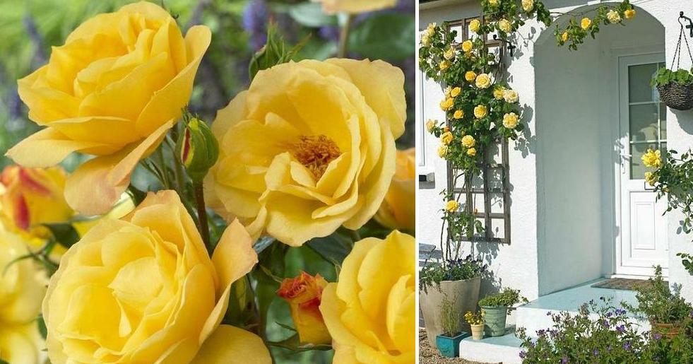 Rosa Arthur Bell | Plantas