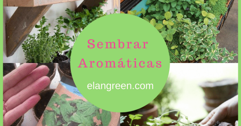 ¿Te gustaría sembrar aromáticas en macetas para cocinar? | Plantas