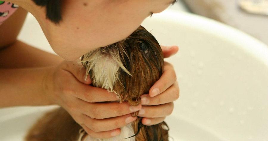 Beneficios de vivir con un perro para nuestra salud | Mascotas