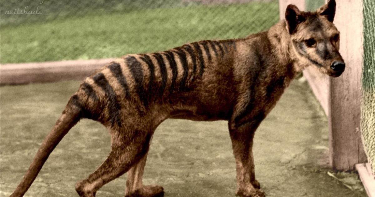 Lobo o Tigre de Tasmania (Thylacinus Cynocephalus) | Ecología