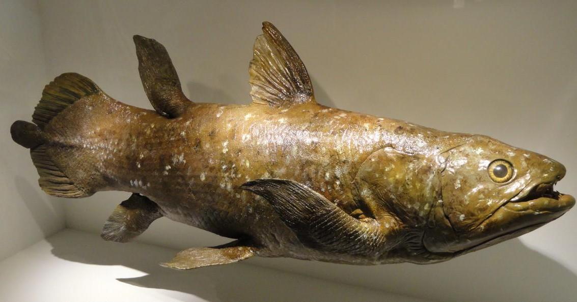 Celacanto (Coelacanthimorpha) | Ecología