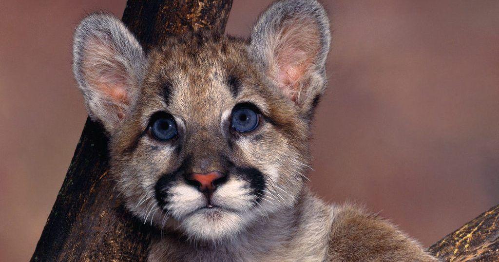Puma Norteamericano (Puma Concolor Couguar) | Ecología