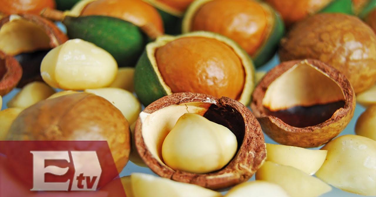 Nuez de macadamia: lo que debes saber (vídeo incluido) | Salud