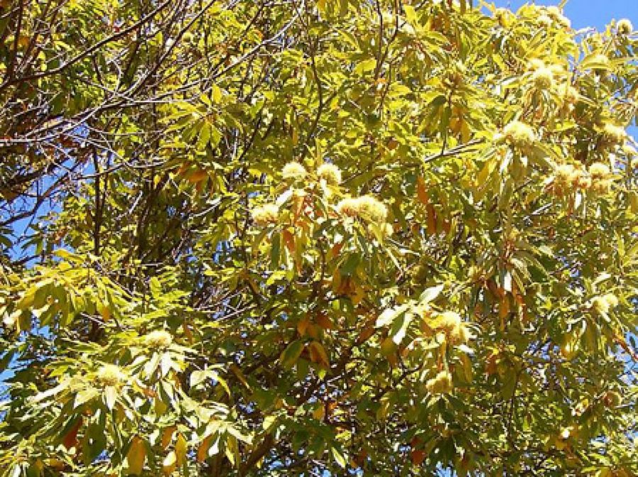 El castaño: ficha técnica y características | Plantas