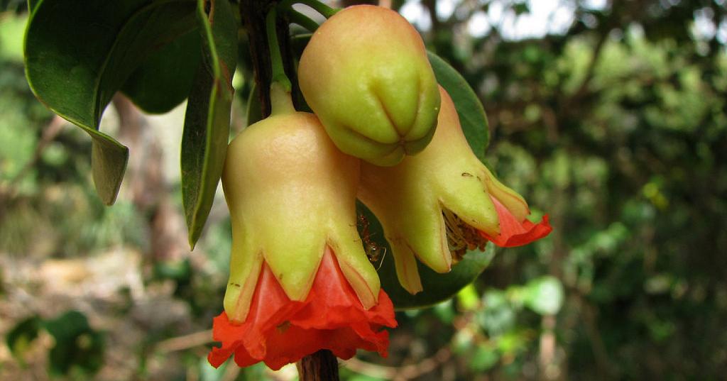 El Granado: características principales | Plantas