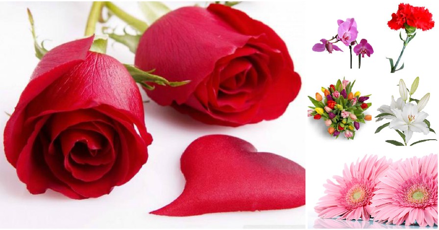 Las mejores flores para San Valentín | Plantas