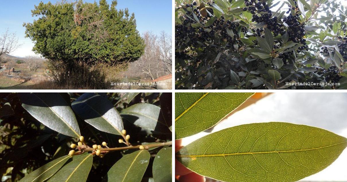 Laurel, condimento y planta aromática mediterránea | Plantas