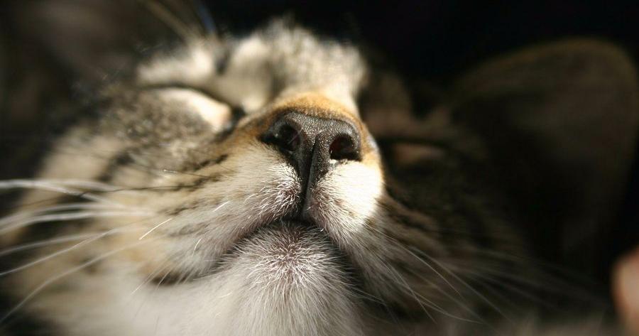 Tu gato babea mucho ¿sabes el motivo? | Mascotas