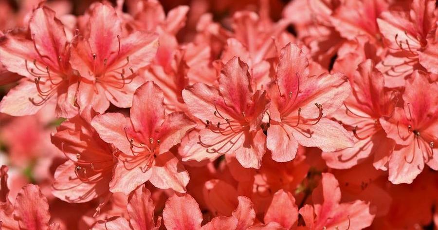 Cultivo y cuidados del rododendro | Plantas