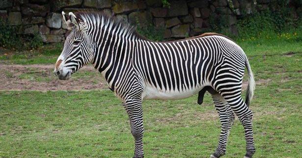 Cebra de Grévy o Real (Equus Grevyi) | Ecología