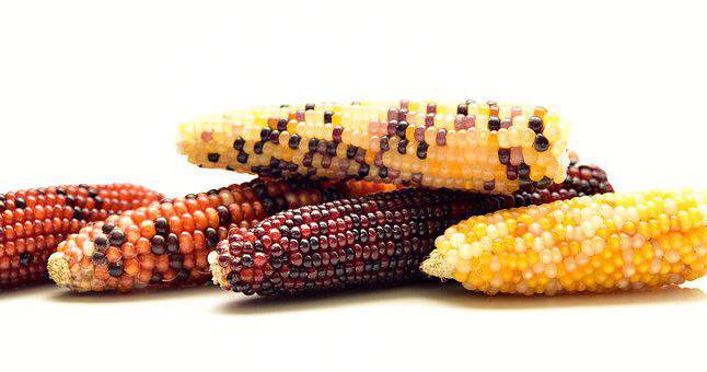 Maíz, el alimento de los Incas | Cocina