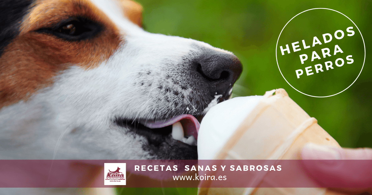 3 recetas de helados para perros | Mascotas