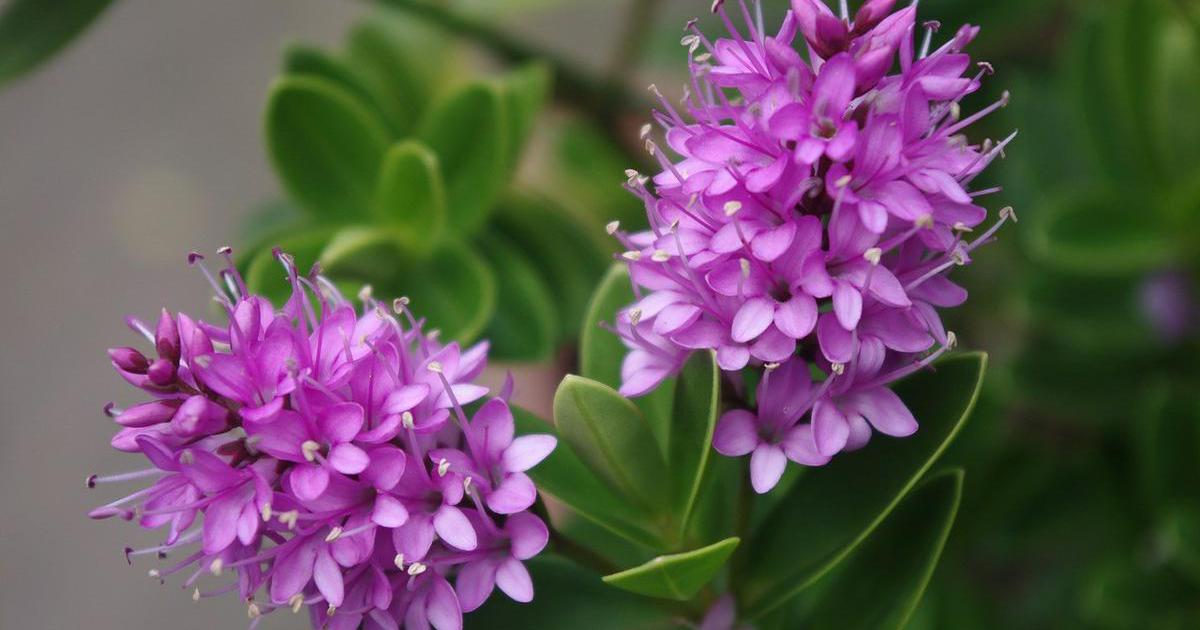 Las mejores plantas de sombra para tu jardín | Plantas