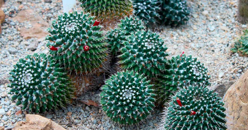 Ventajas de un jardín Xerófilo | Plantas