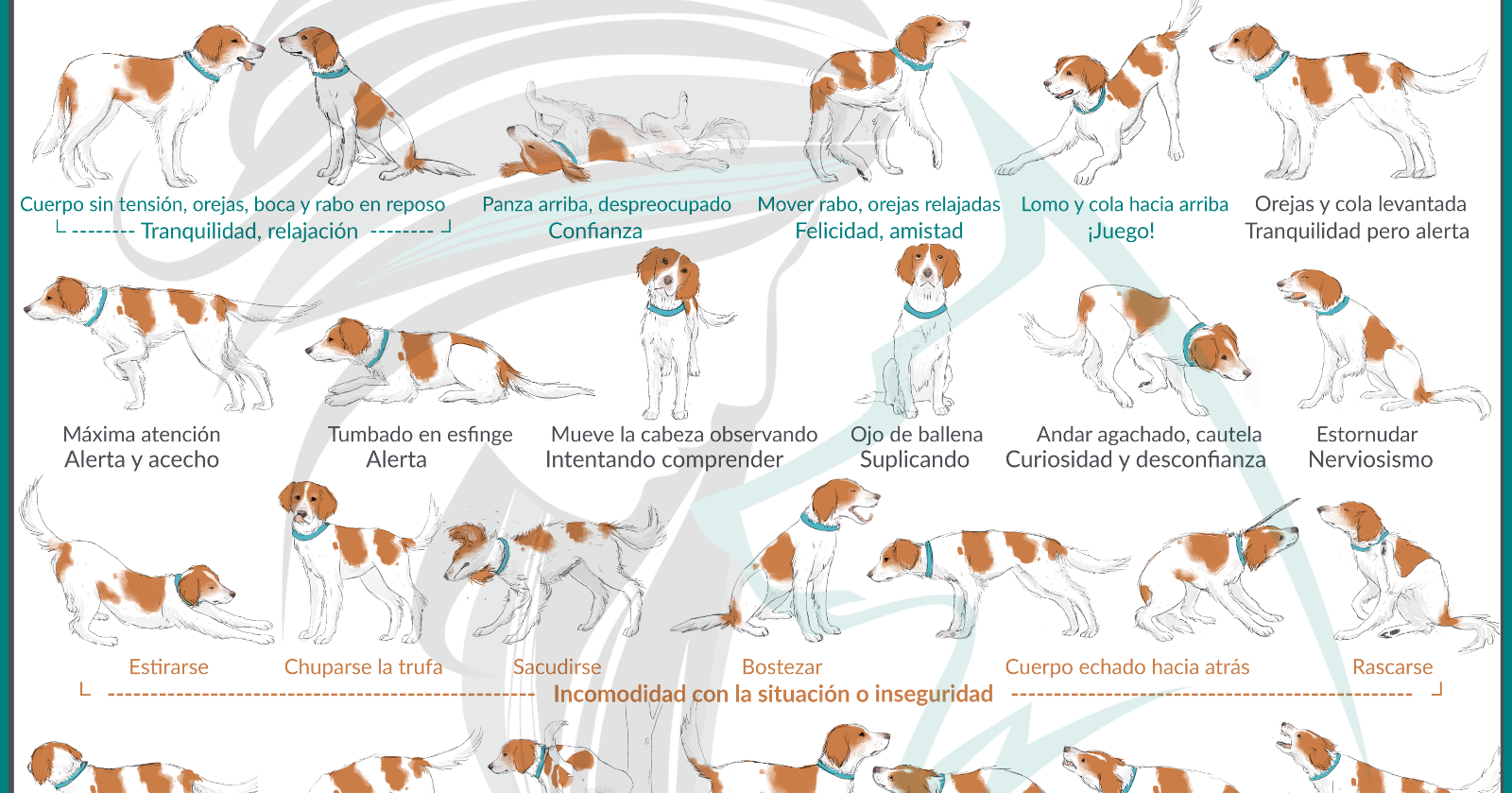 Posición de tumbado en esfinge – comunicación canina | Mascotas