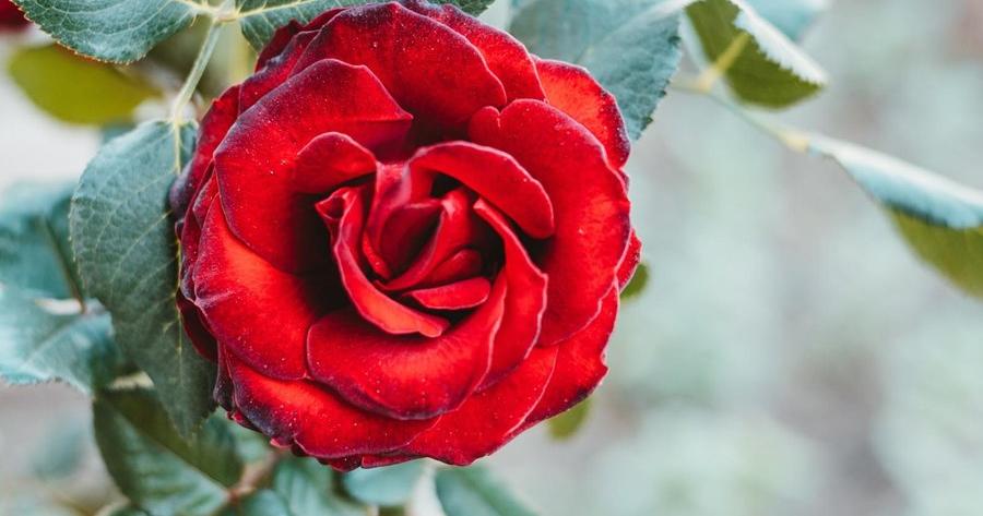 Consejos para mantener un rosal | Plantas