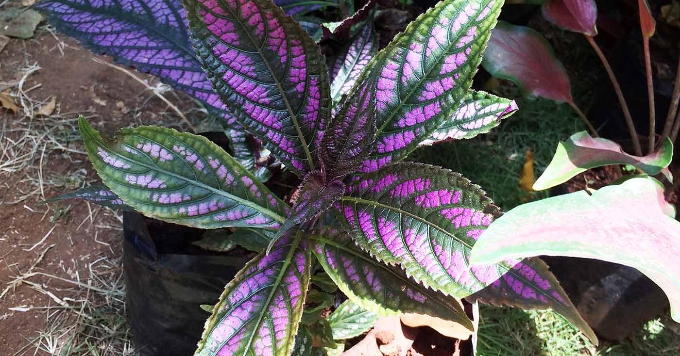 Manual Strobilanthes | Plantas