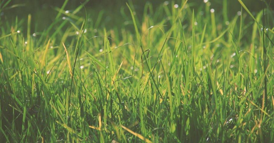 Consejos para mantener tu césped verde | Plantas
