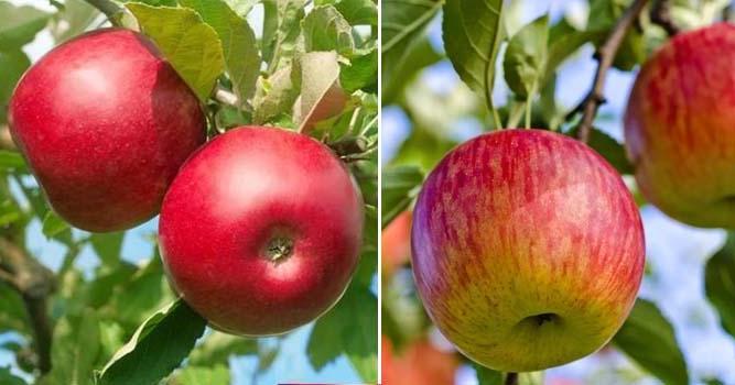 Manzana Fuji: descubre sus características y cultivo | Plantas