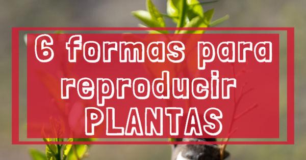 Cómo reproducir las plantas | Plantas