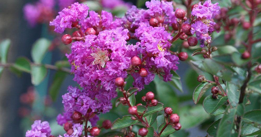 Árbol de Júpiter | Lagerstroemia indica | Plantas