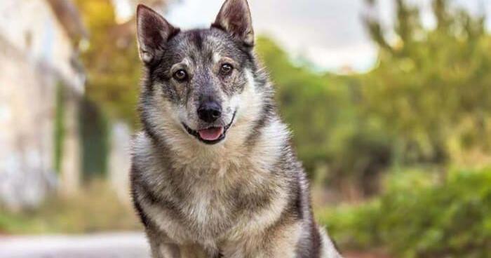 Las cinco razas de perros más exóticos que existen | Mascotas