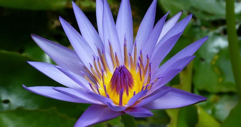 Las 10 flores más hermosas del mundo | Plantas