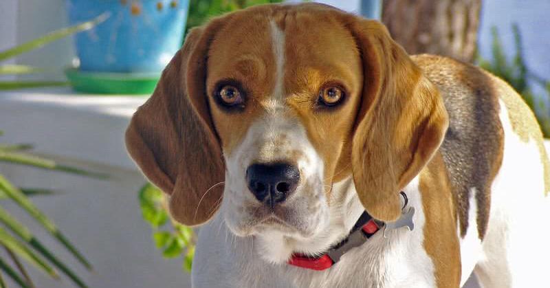 Las 10 razas de perros más amigables | Mascotas