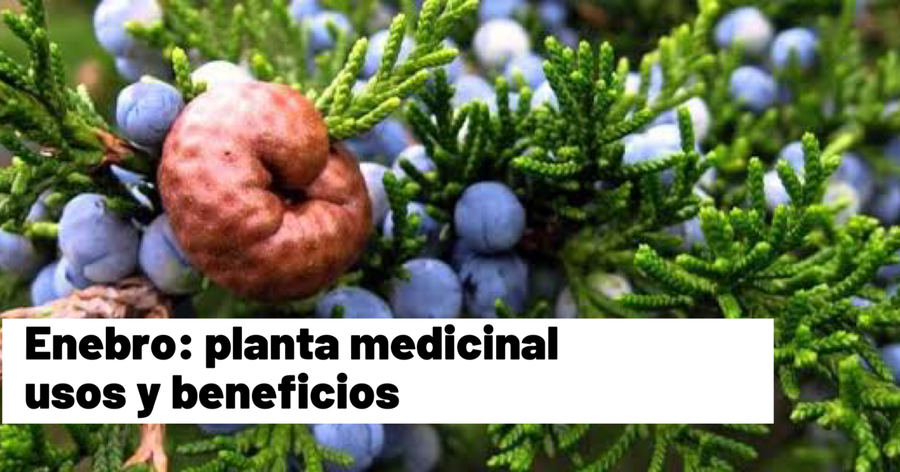 Enebro: planta medicinal usos y beneficios | Salud
