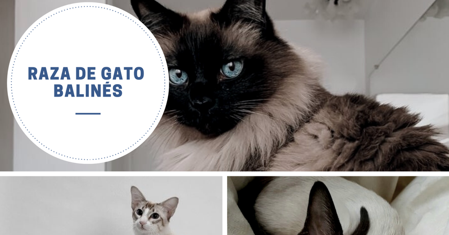 Las mejores fotos de la raza de gato Balinés | Mascotas