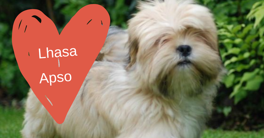 Las mejores fotos de la raza de perros Lhasa Apso | Mascotas