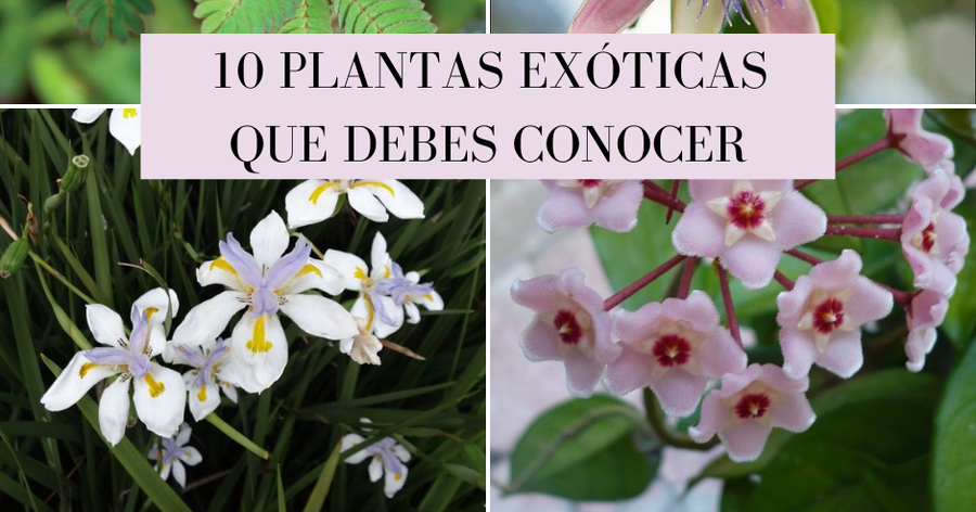 Plantas exóticas: todo lo que debes saber de estas especies únicas ...