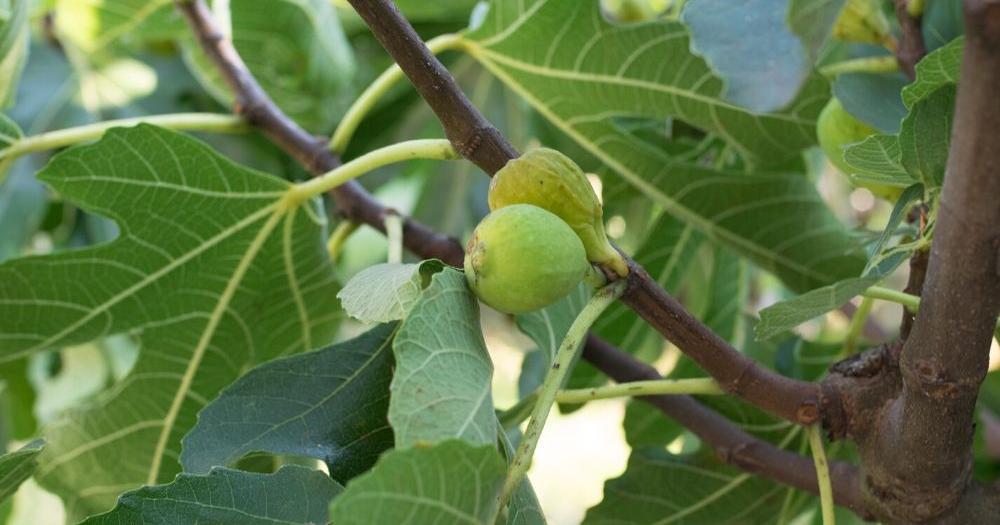 Árbol de Higo | Plantas