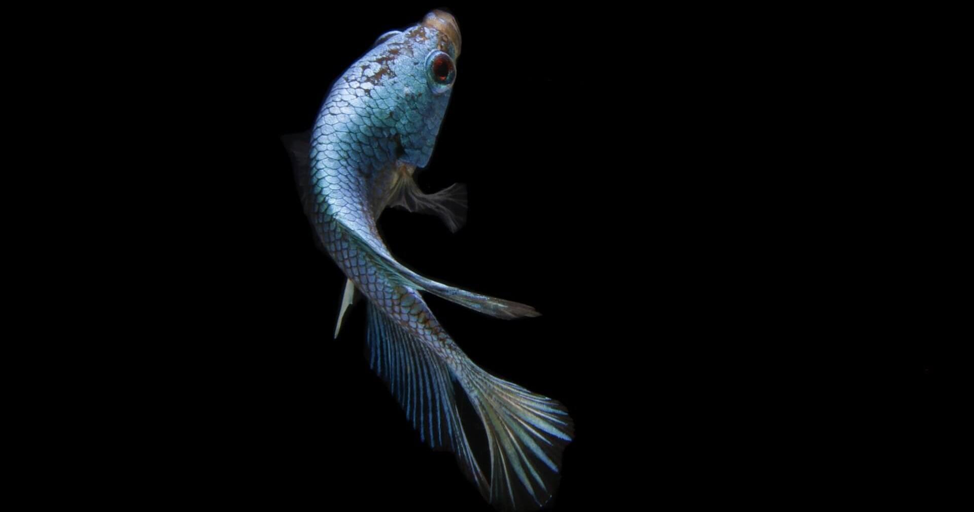 Tipos de peces | Variedades y Tipologías de pez | Mascotas