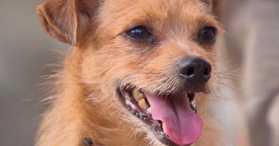 Perro escapista… que vuelve a casa años después, ¡y acompañado! | Mascotas