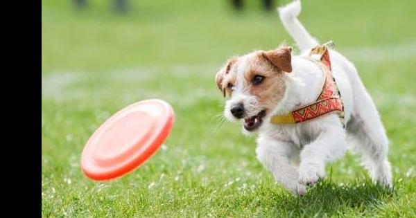 Jugar con perros: fundamental para su salud | Mascotas