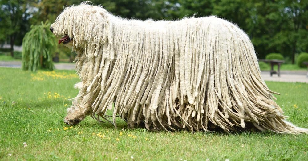 Las razas de perros más inusuales | Mascotas