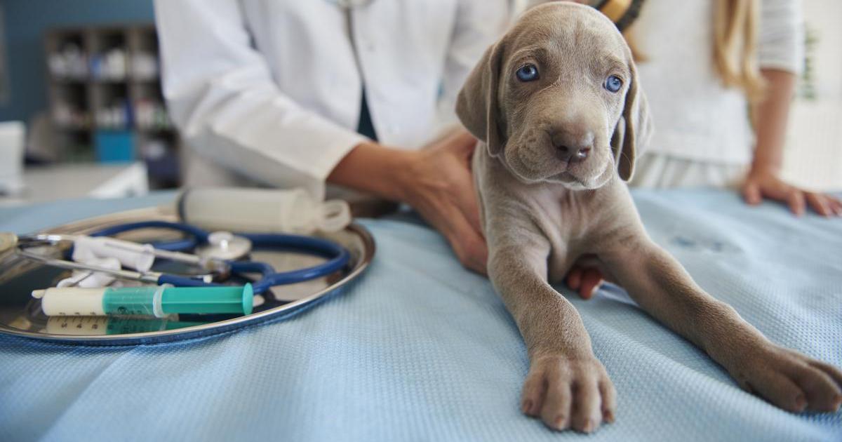 Bultos en perros. ¿Qué son? y ¿Cómo se tratan? | Mascotas