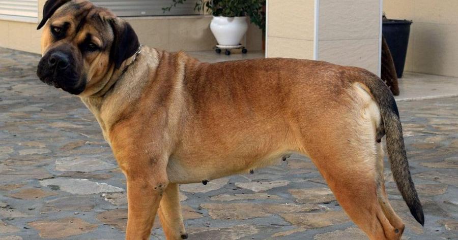 Adiestramiento del Dogo español: Un perro muy familiar | Mascotas