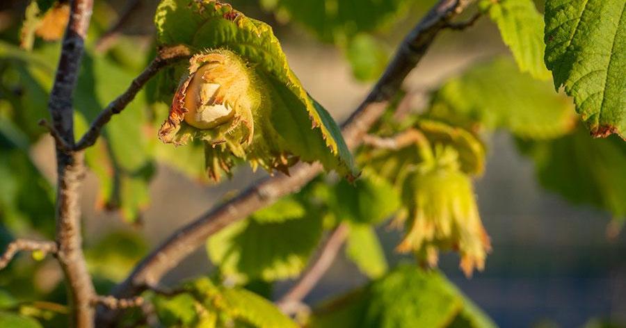 Guía del avellano: Cómo cultivar y cuidar el Corylus avellana | Plantas