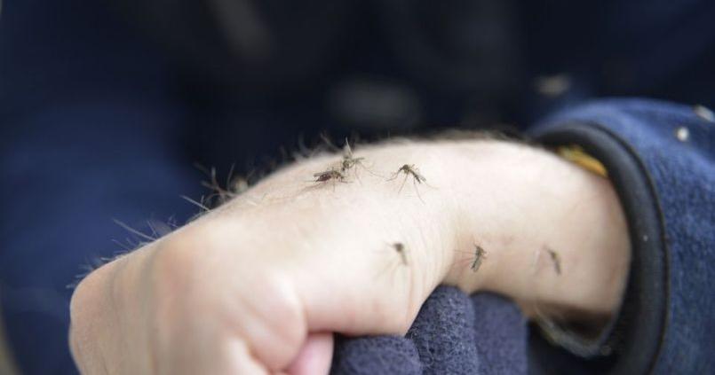 5 insectos caseros comunes y cómo eliminarlos | Decoración