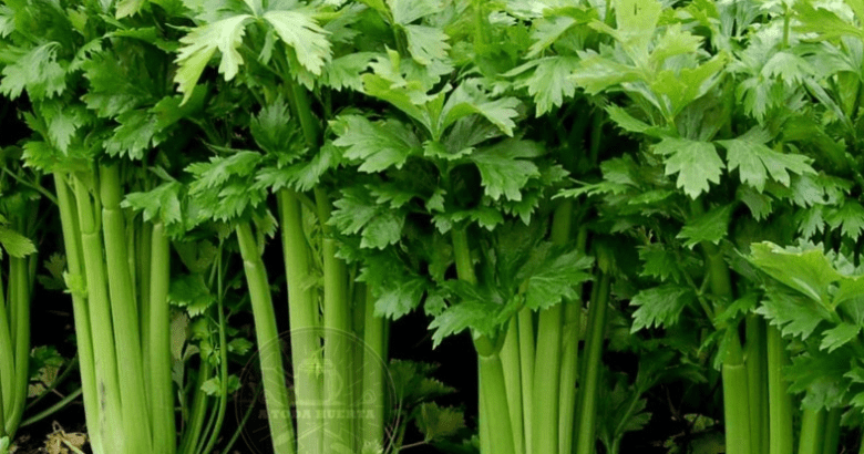 Apio: propiedades, beneficios y su cultivo | Plantas