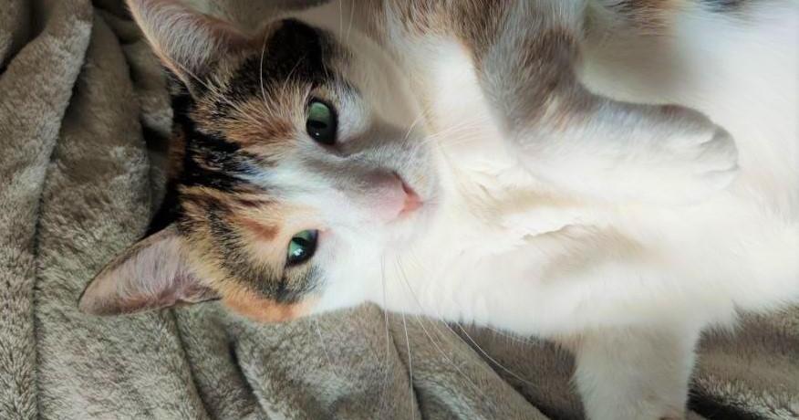 Signos que pueden alertarnos de que nuestro gato está enfermo | Mascotas