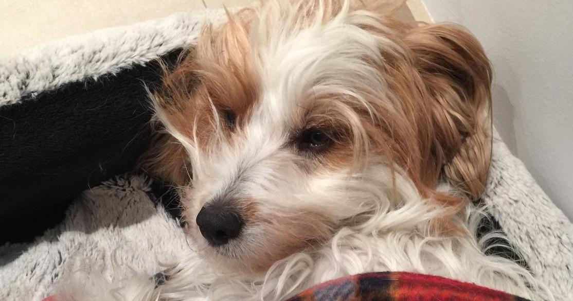 Tos de las perreras ¿Qué es? | Mascotas