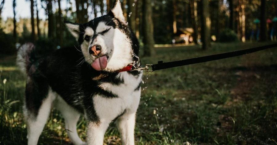 ¿Por qué mi perro anda como si estuviera borracho? | Mascotas