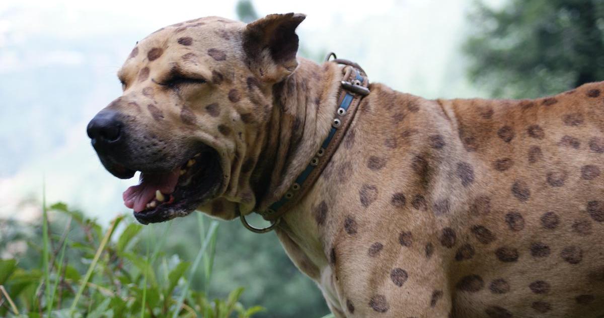 Las razas de perros más peligrosos | Mascotas