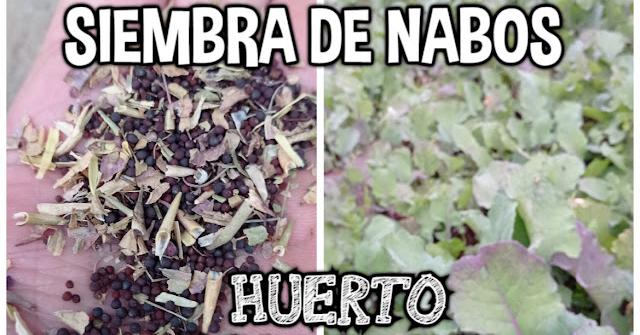 Cultivando nabos en el Huerto ecológico. | Plantas